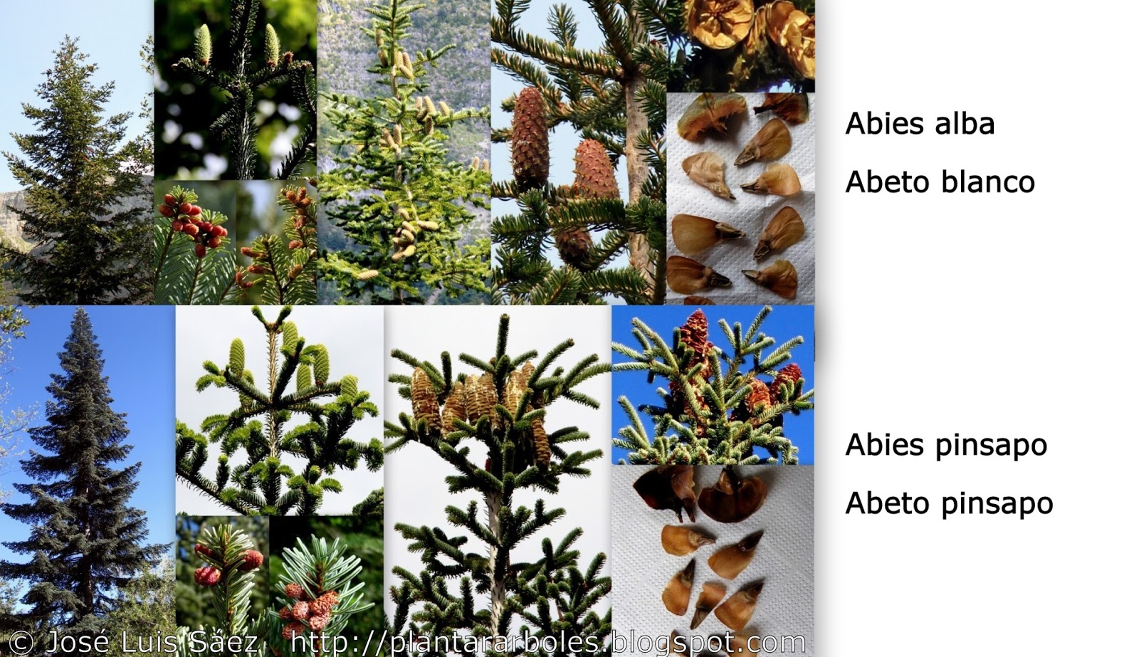 PLANTAR ÁRBOLES y arbustos: Tipos de frutos y semillas AUTÓCTONOS España