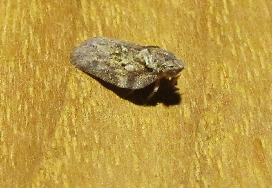 Hiking Curaçao - Flora and Fauna: In the night they come (insects)