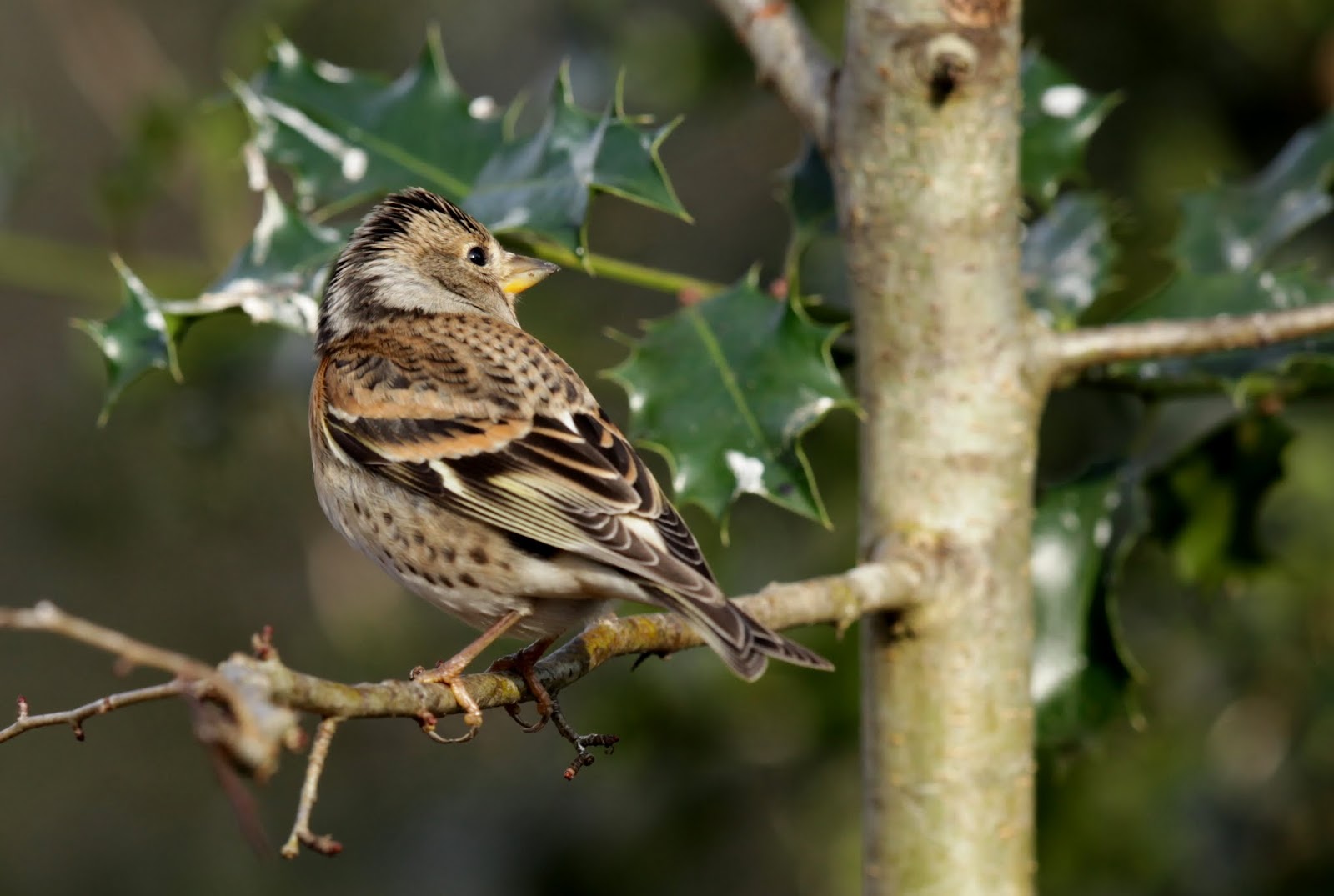 Blog de aves: Instantes alados: pinzón real