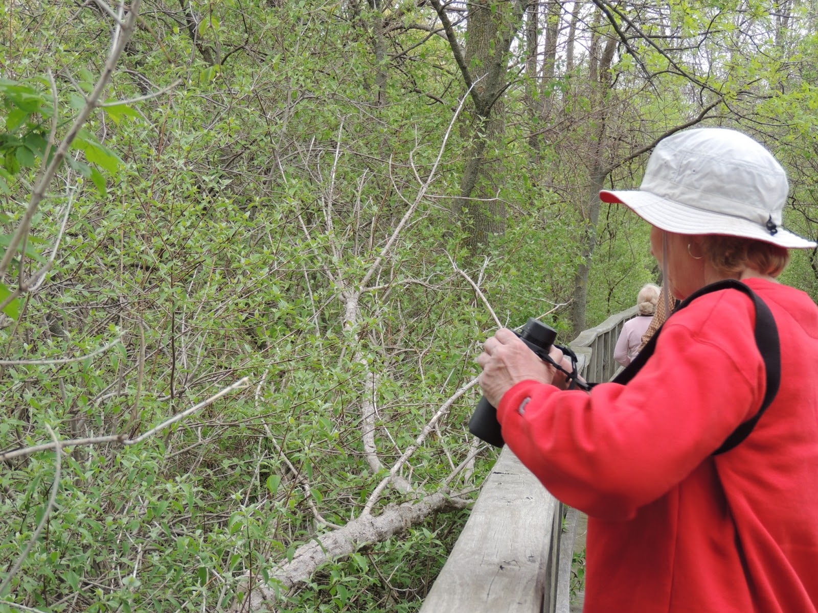 Birds, Bugs, and Butterflies, OH MY: Where the Warblers are.....Final ...