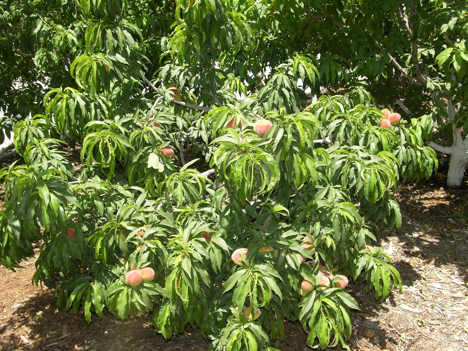 Xtremehorticulture of the Desert: My Peach is Not Sweet But I Got Lots ...