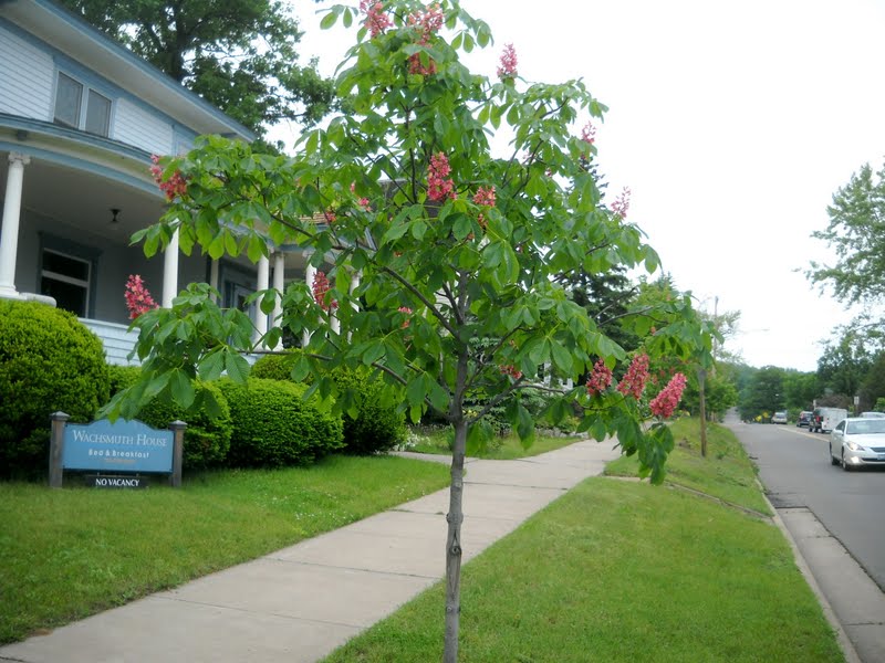 Art's Bayfield Almanac: 6/20/11 SOME SPECTACULR FLOWERING TREES
