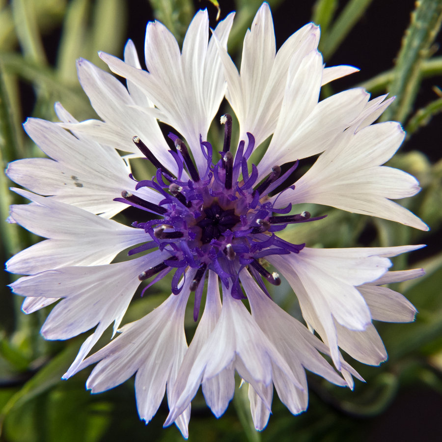 Beauty Of Flowers: Bachelor,s Button