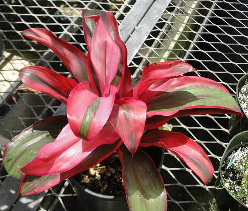 Inspiring Nature Photography By Carol Reynolds: Colorful Ti Plant