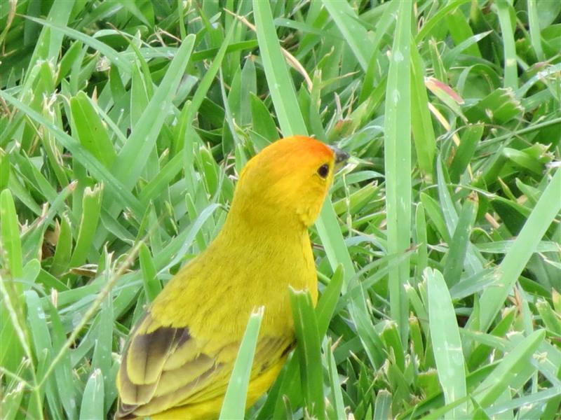 Viewing nature with Eileen: Saffron Finch a Curacao Bird