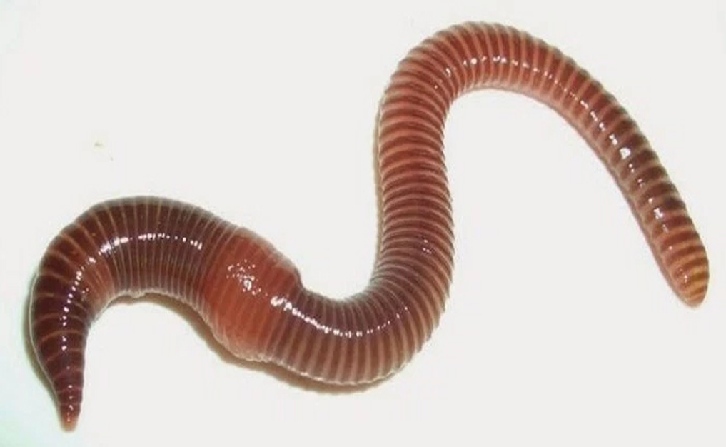 Kreasi Usaha: Morfologi Cacing Tanah serta Fungsinya - Garda Remaja