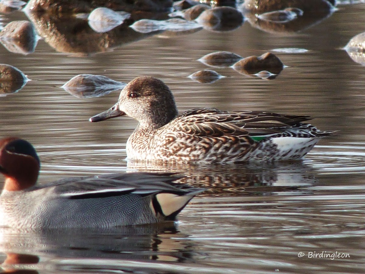BIRDINGLEON: CERCETAS COMUNES en el Azud de Santa Marina del Rey