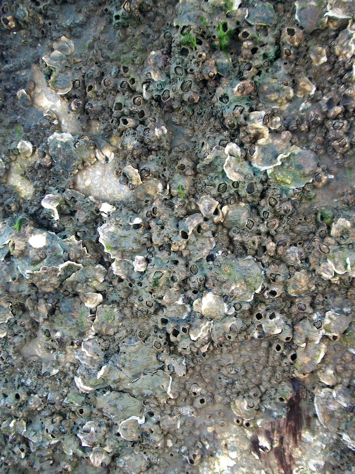 Julie B Booth: Textures