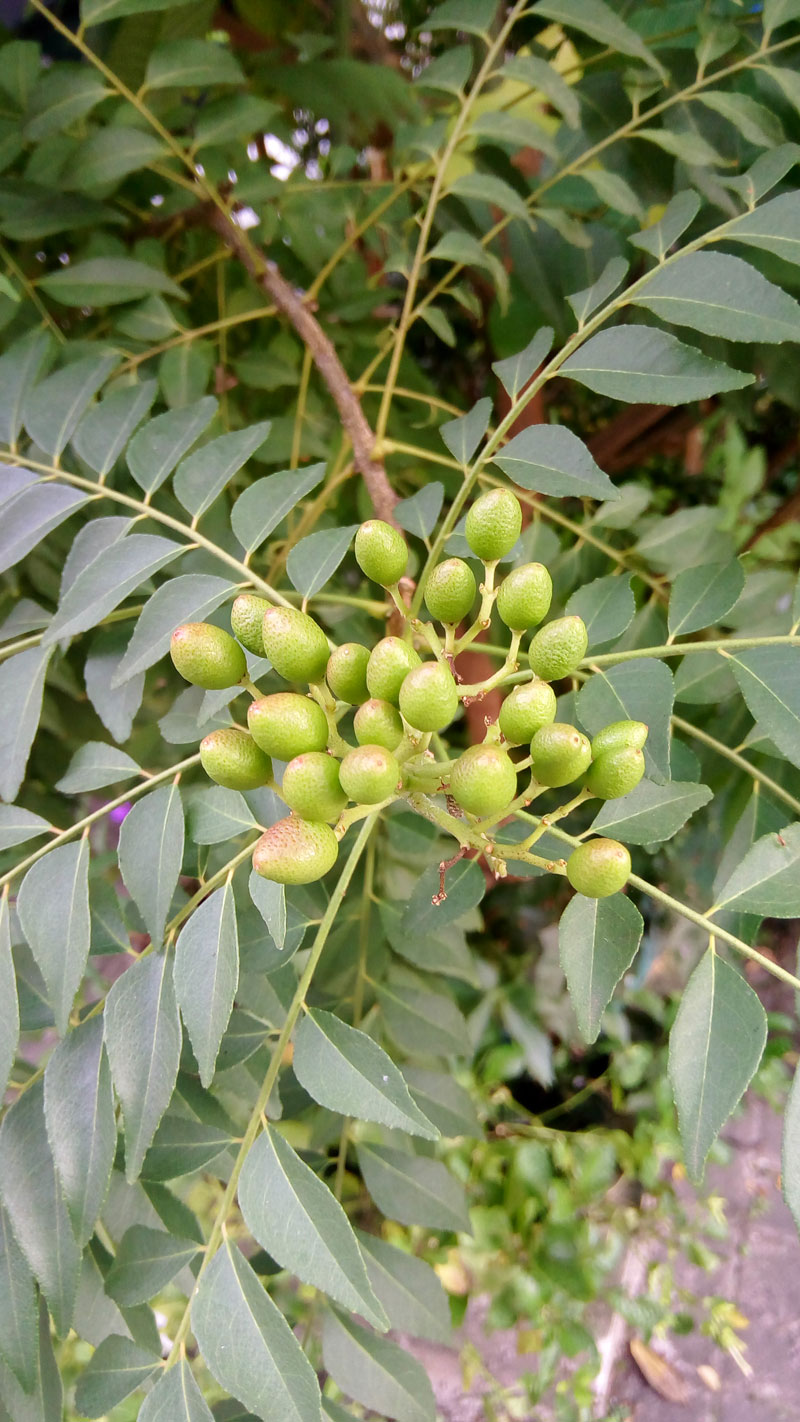 The Fruit of Curry leaf (Daun Kari)