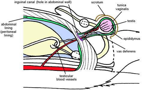 The dog in world: Dog Neutering procedure