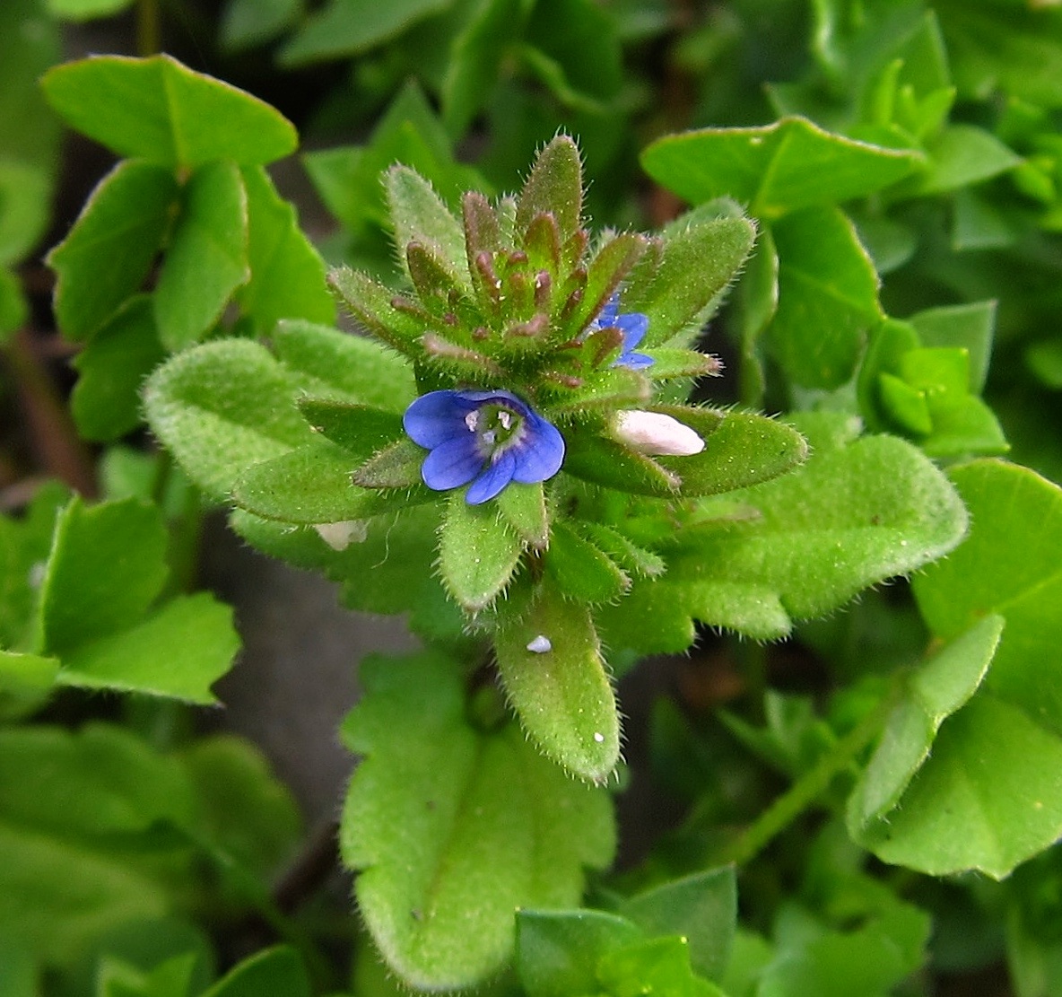 Saratoga woods and waterways: The Flowers Are Coming Fast!