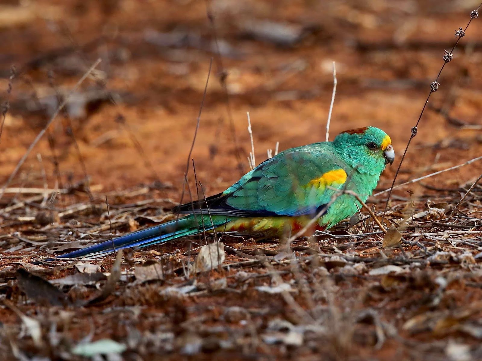 Avithera: Mulga Parrots