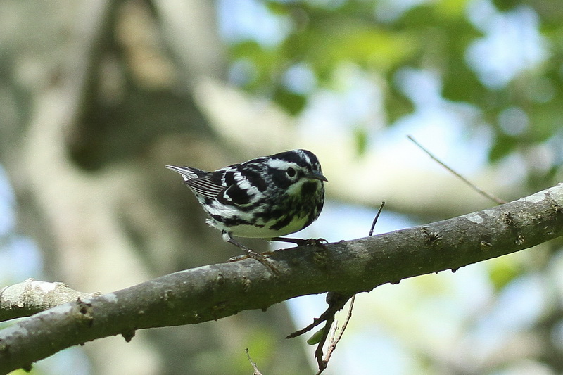 Tails of Birding: Warblers on the Way