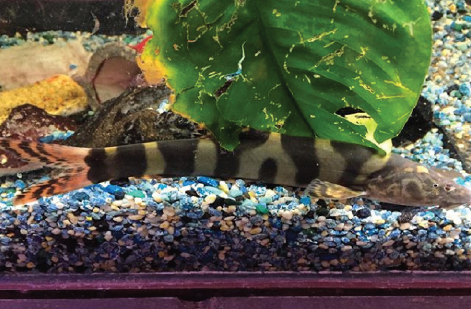 Royal Clown Loach Si Ikan Hias Predator Berloreng yang Pemalu - Nakama ...