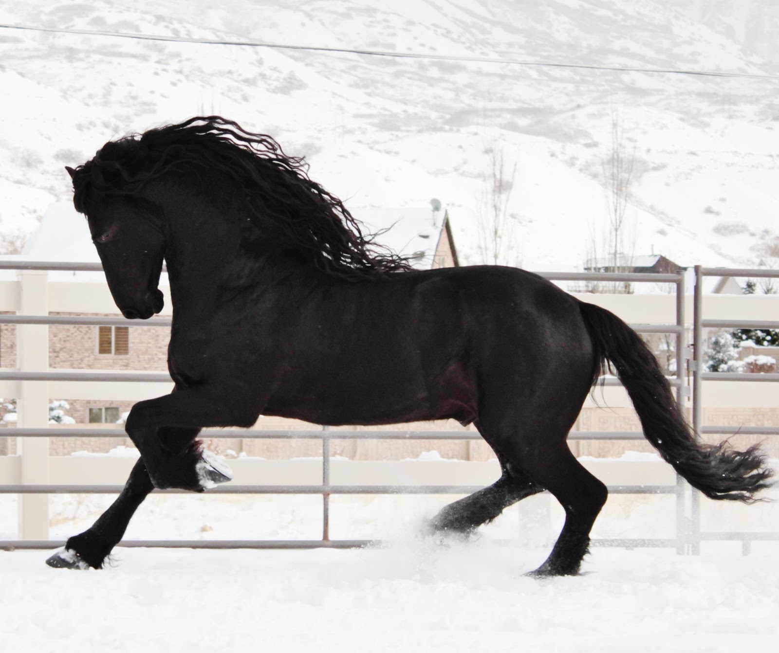 1000+ images about Friesians Friesians Friesians! on Pinterest