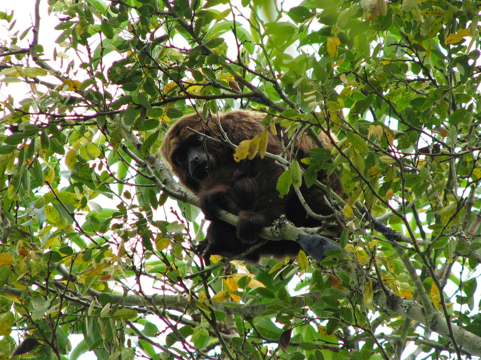 Gomes.JB: Bugio-ruivo - Alouatta guariba clamitans