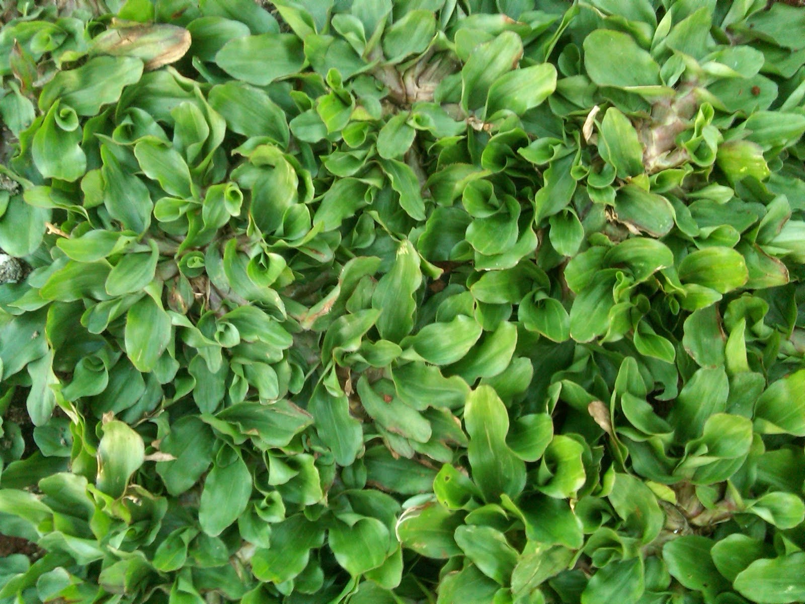 Rumput taman rumah yang bagus