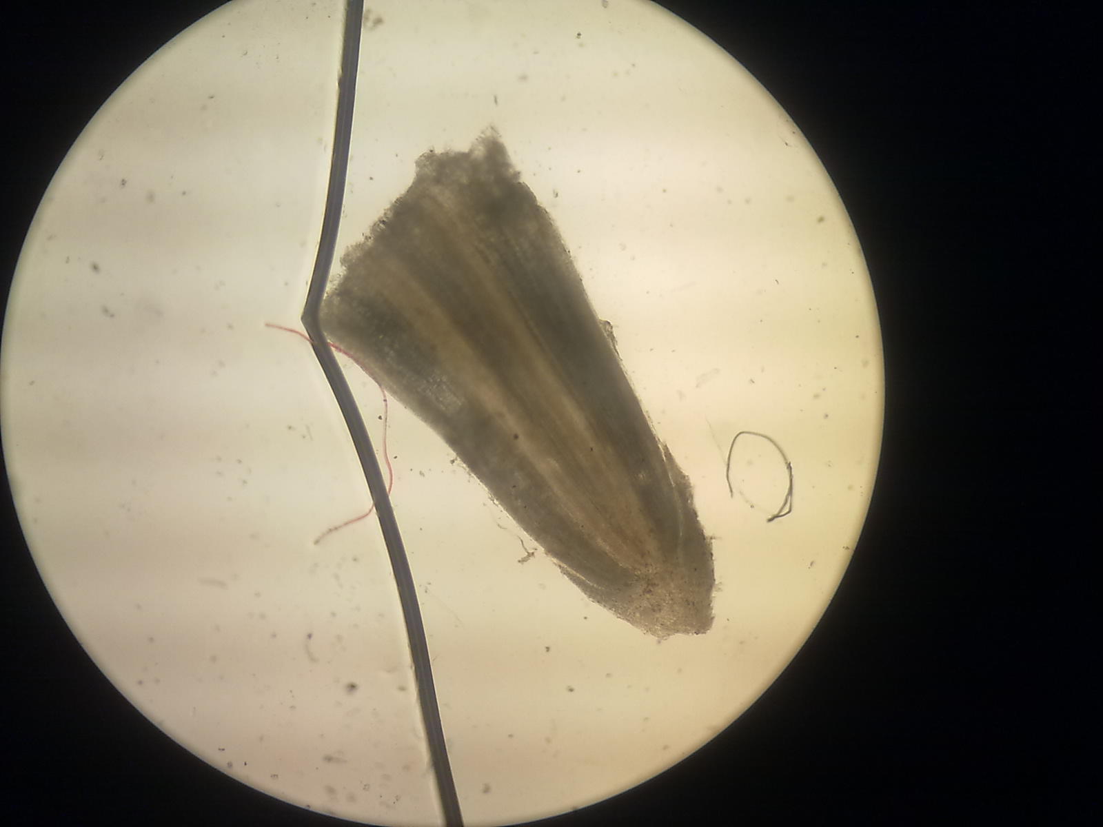 biolumine: Anatomi akar, batang, dan daun jagung