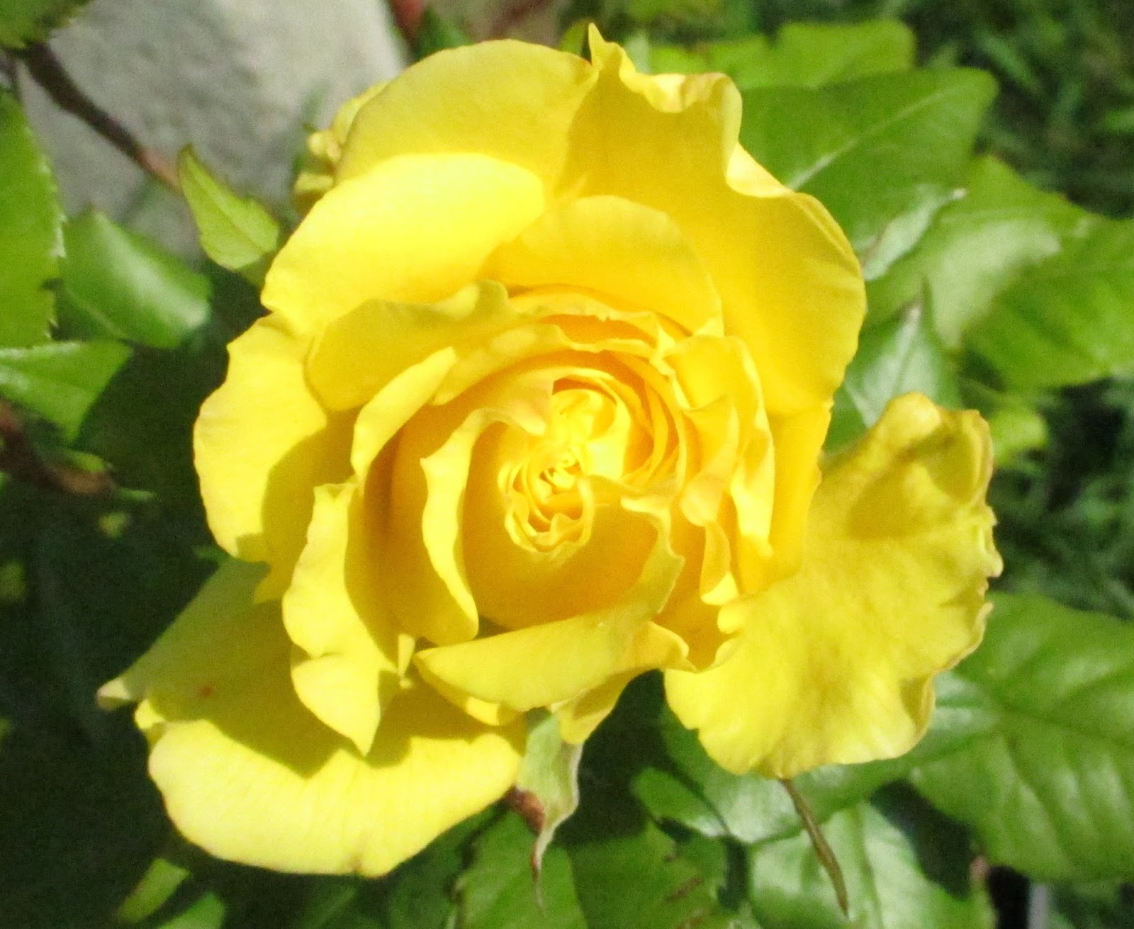 Iivari Määräkoera: Onnee...ja onnee