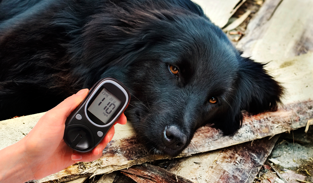 NUNCAJAMAS COCKER: ¿COMO SABER SI MI PERRO TIENE DIABETES?
