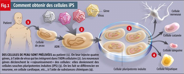 Pénicilline: Cellules souches induites iPS: vers les 1ères recherches ...