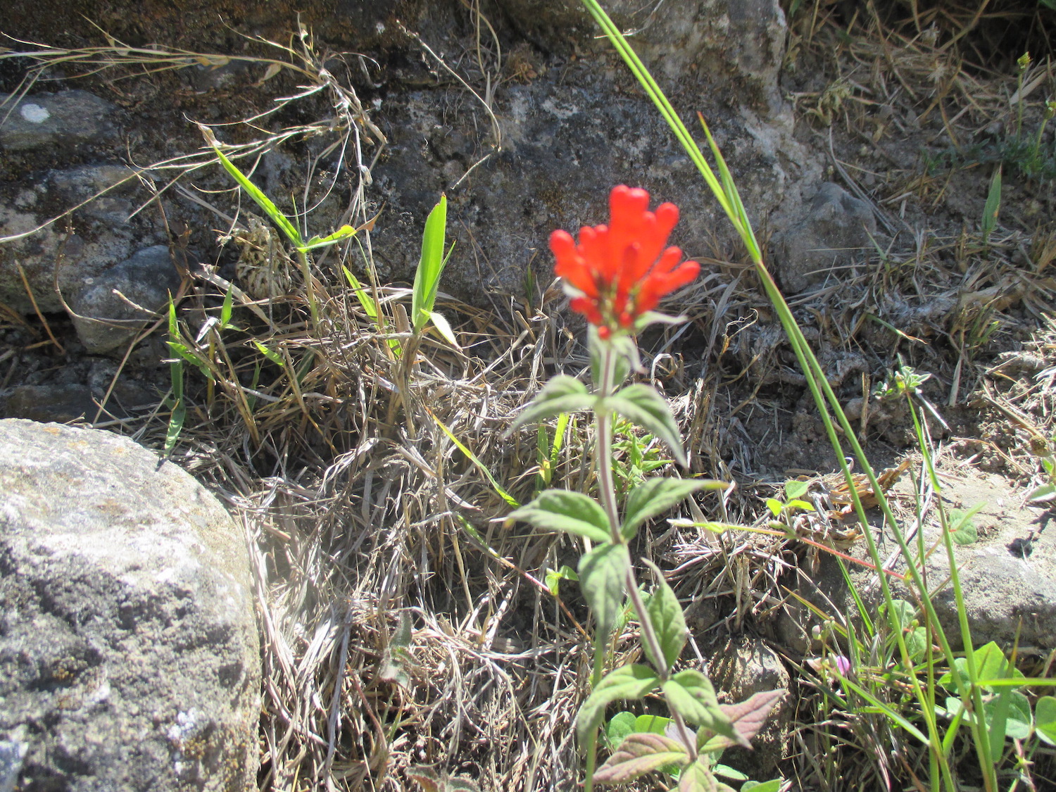 Gardens at Waters East: Mayan ruins - flowers