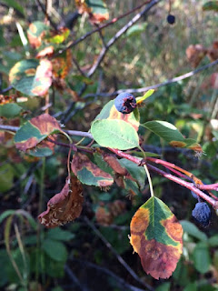 Fighting Rust in my Backyard - Raden Pedia