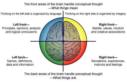 The Four Regions of the Thinking Brain Made Simple - Part Two ...