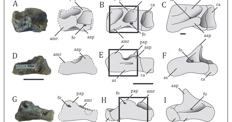 Chinleana: Expanding the Late Triassic Record of the Dinosaur Precursor ...