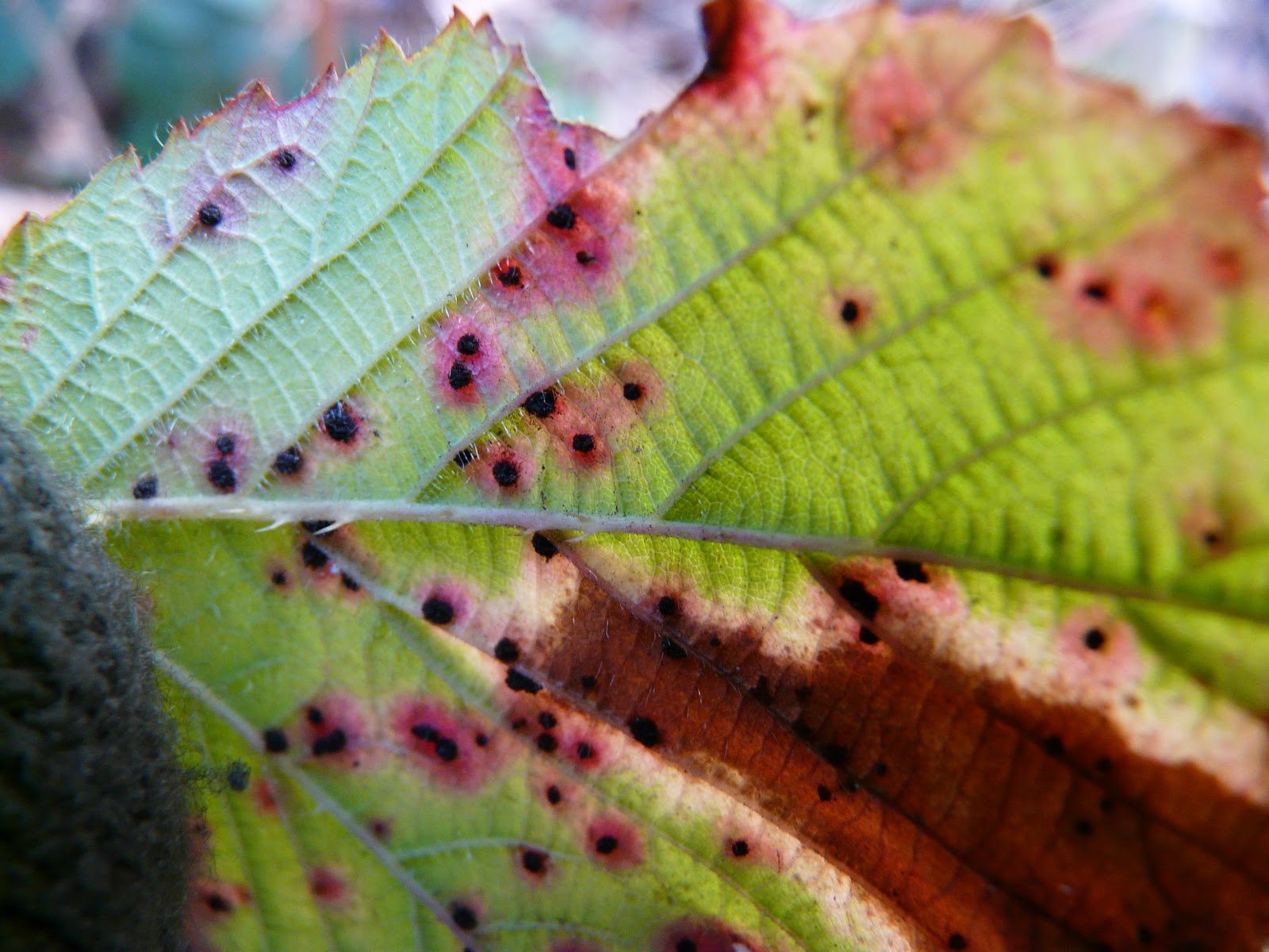 Tophill Low Nature Reserve: Fungi