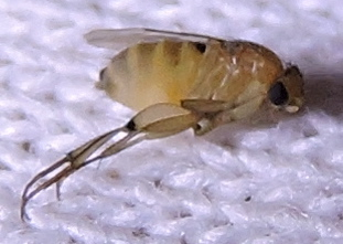 Springfield Plateau: Phorid Flies