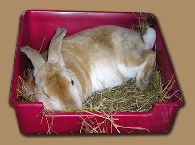 HD Animals: rabbit bedding