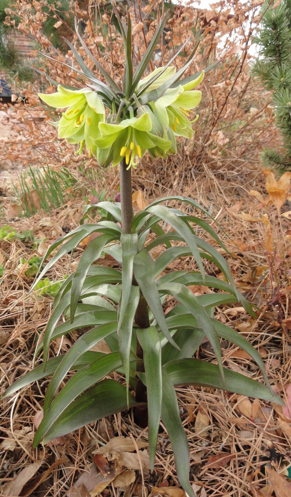 Prairiebreak: Plant crush on Fritillaria raddeana...(blush)