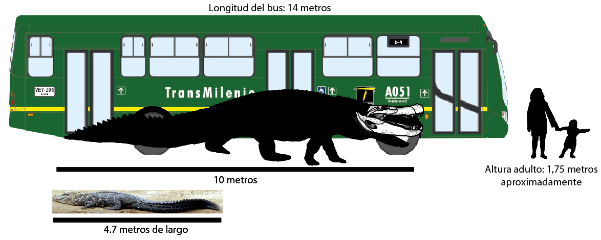 El pantano del Purussaurus (The Purussaurus Swamp): Acerca del caiman ...