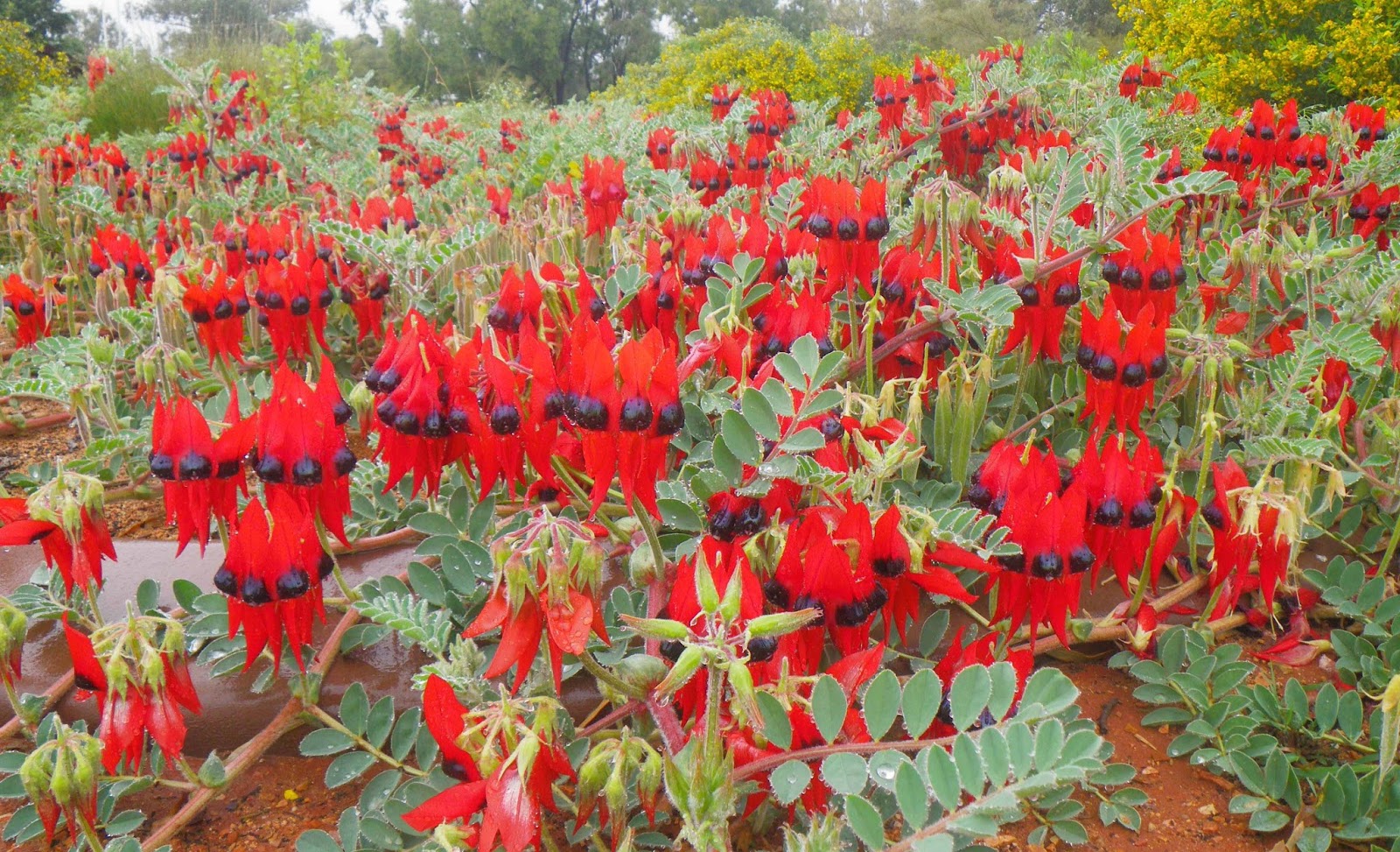 David Goebel Art: Sturt's Desert Pea