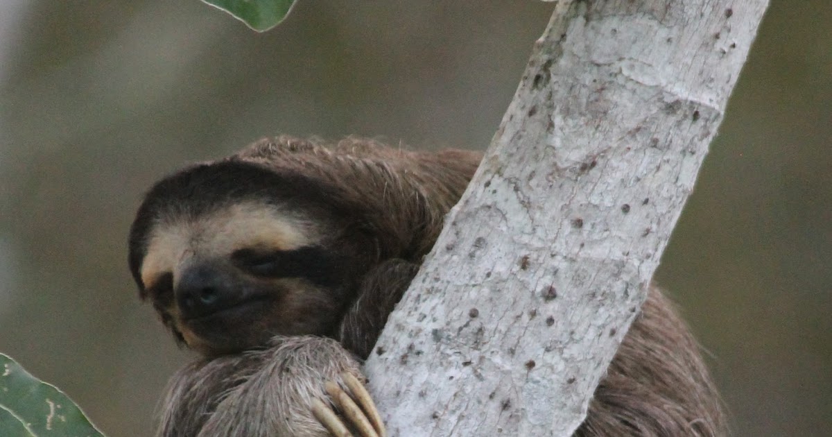 The Flying Mullet: Sloth Times