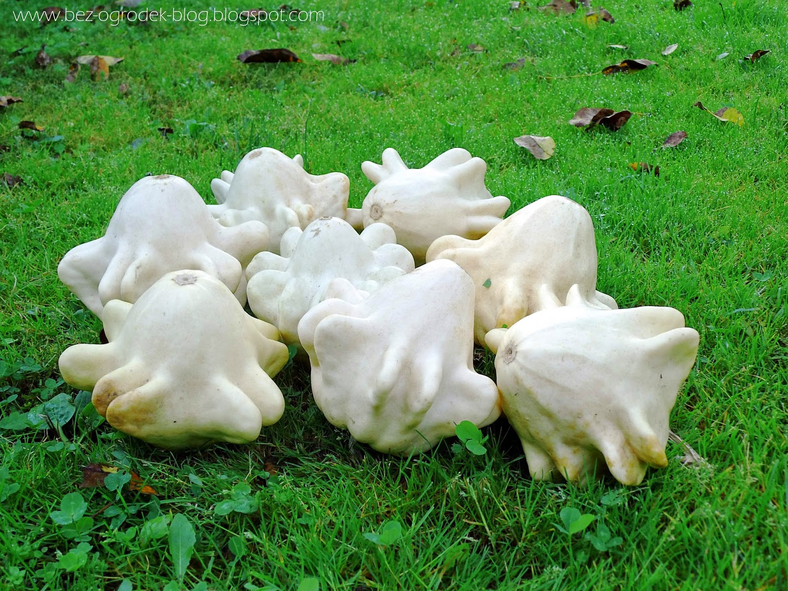 Dynie na Halloween: ‘Yugoslavian Finger Fruit’ | BEZ OGRÓDEK | blog ...