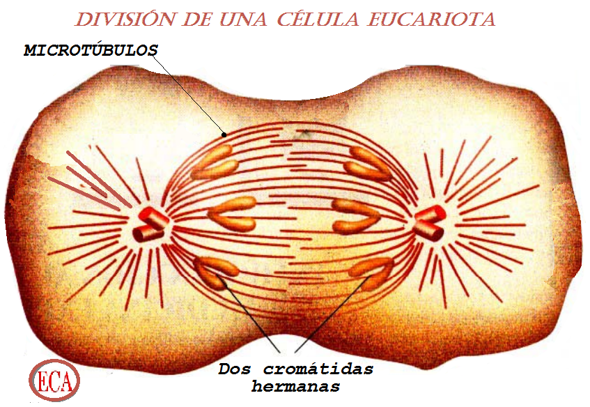 BIOLOGÍA nivel enseñanza media : CENTROSOMA