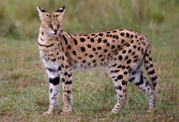 Serval, Kucing Ramping yang Bertelinga Besar | RE Tawon