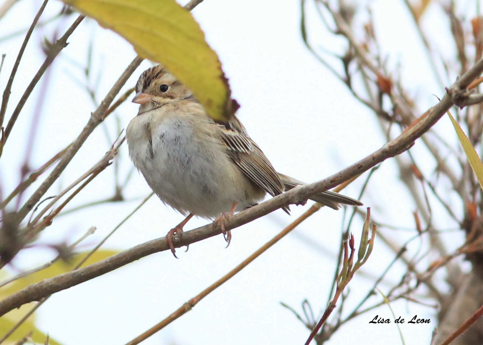 Birding with Lisa de Leon: Clay-colored Sparrow - Cavell Avenue