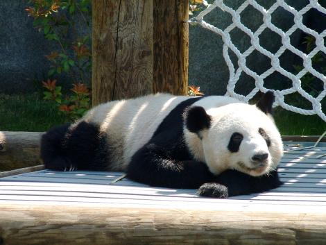 Funny fat panda wallpaper ~ unique animal wallpapers