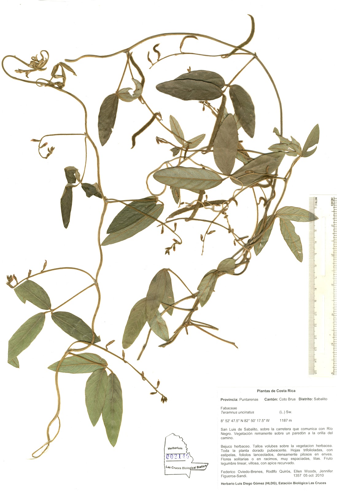 Flora de Puerto Rico Ilustrada Papo Vives: FABOIDEAE TERAMNUS UNCINATUS