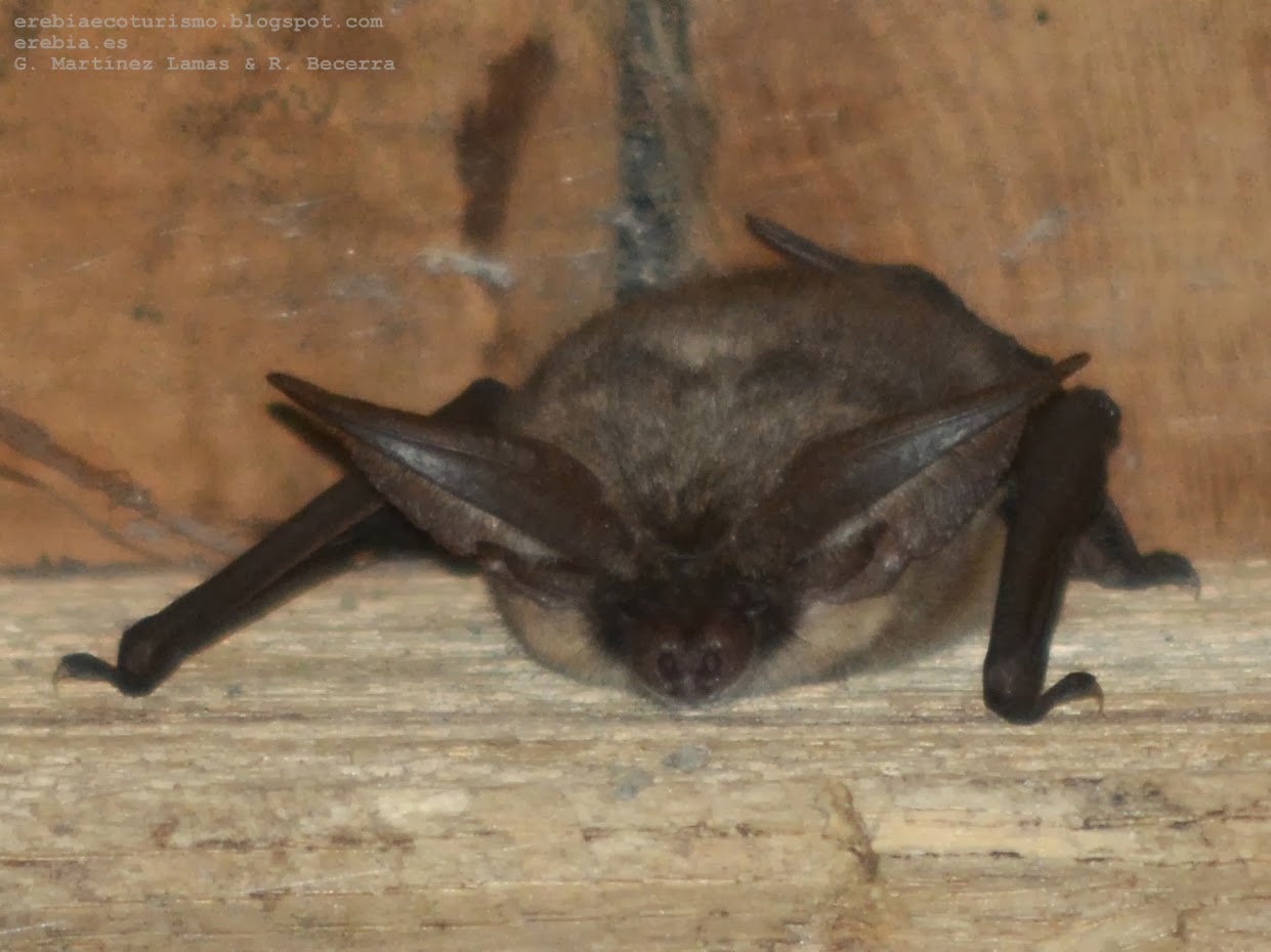 EREBIA: Orejudo gris (Plecotus austriacus)