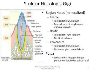 ule's blog: histologi vet.II Saluran Pencernaan