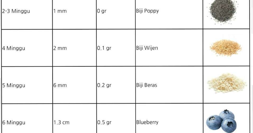 √ Panjang dan Berat Janin Normal sesuai dengan Usia Kandungan - Novarty