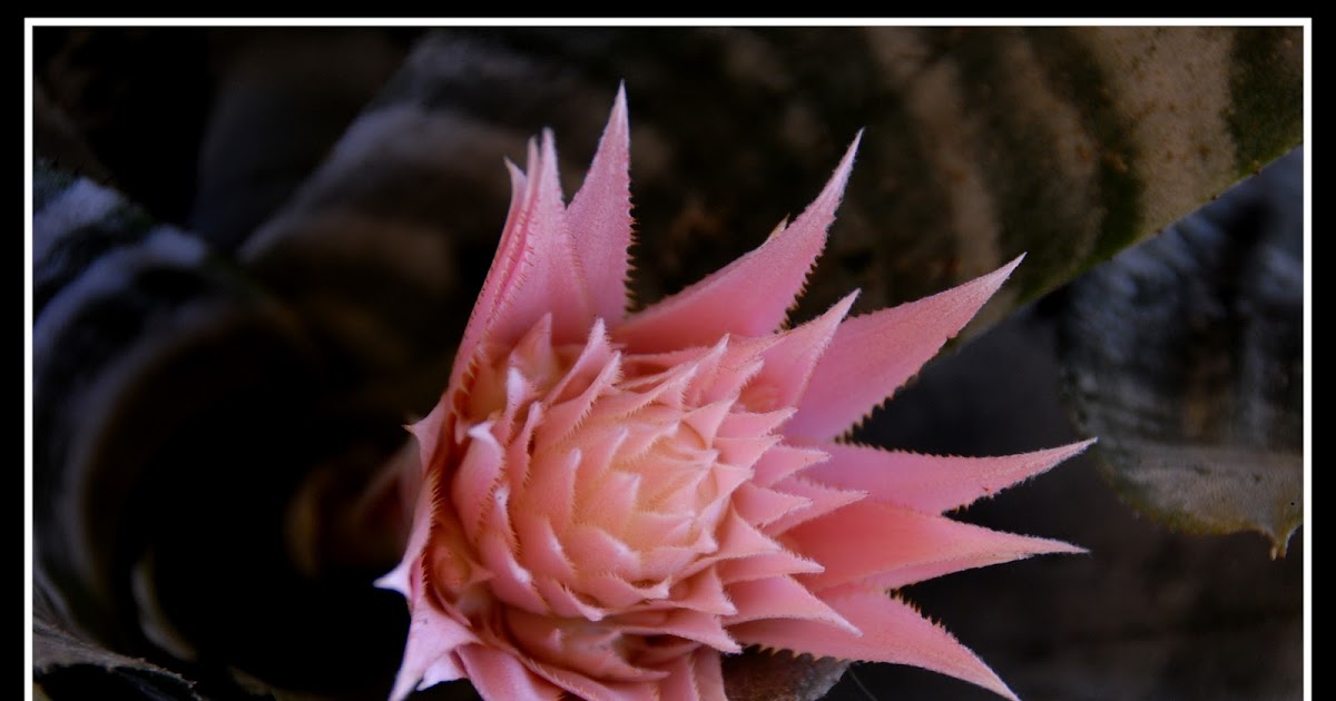 LadyD Books: Pink Cactus, Poem and Song: Quote It Saturday