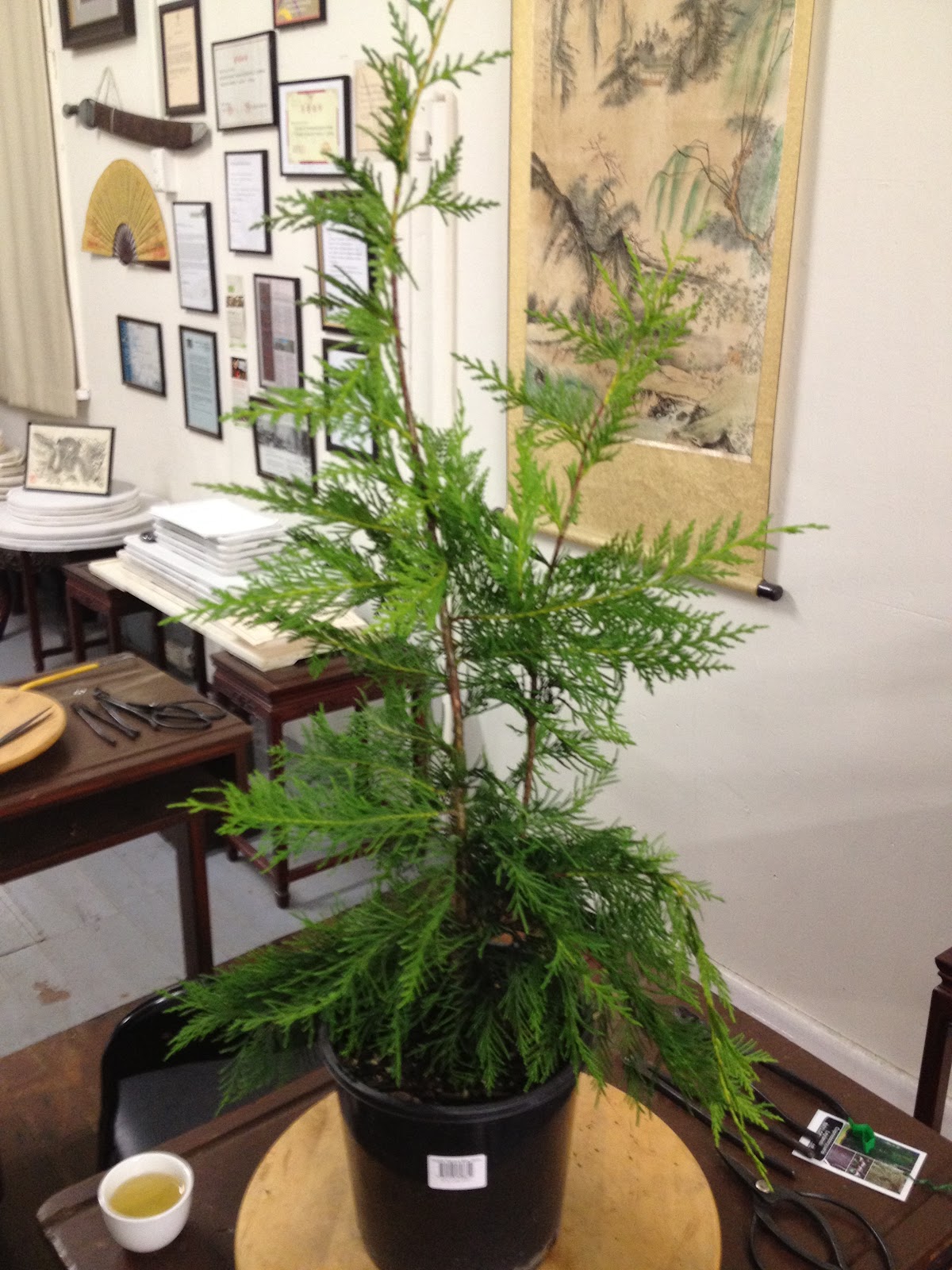 Lingnan Penjing: Advanced Grade 8 Su tree