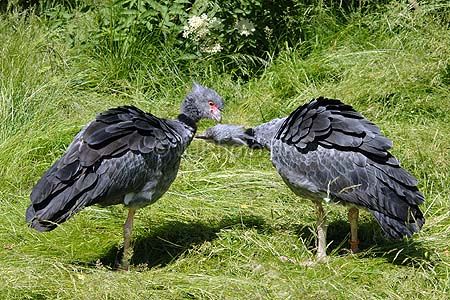 Chauna Torquata Facts And Pictures | All Wildlife Photographs