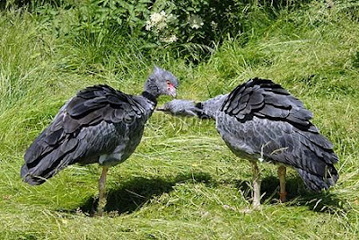 Chauna Torquata Facts And Pictures | All Wildlife Photographs