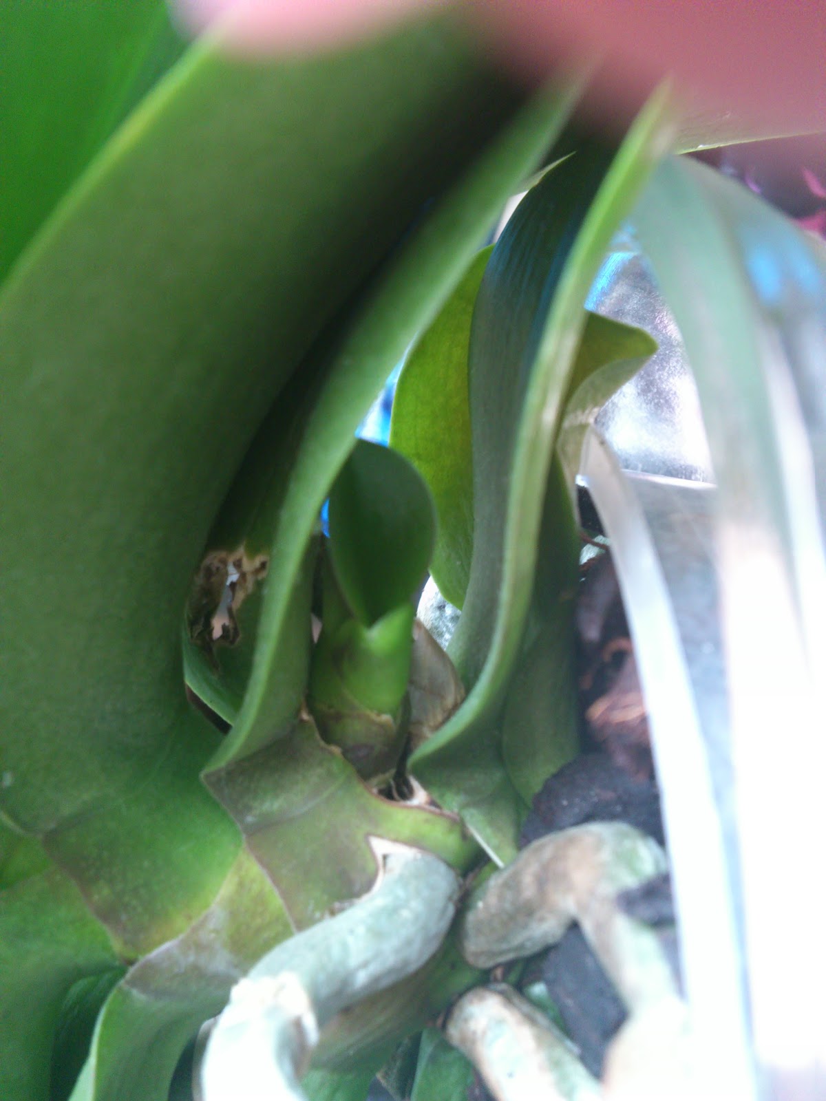 Kiisukeauh: Minu hobi. Kuukingad (orhideed).